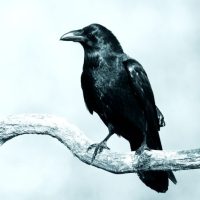 Meet the Characters – Raven's Edge